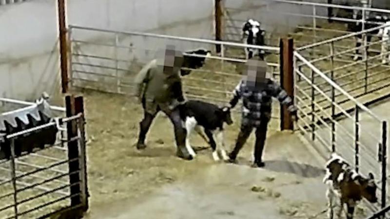 Cattle ban for Shropshire man over animal cruelty offences - BBC News