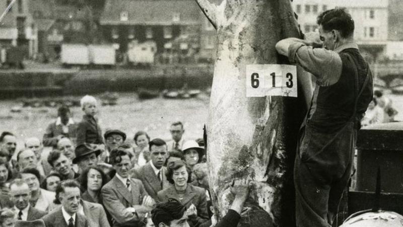 Blue fin tuna being caught and sold under new licences - BBC News