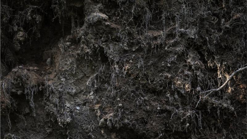 Soil is home to more than half of all species on earth - BBC Newsround