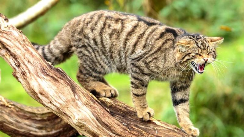 Wildcat kittens bring hope for endangered species - BBC News