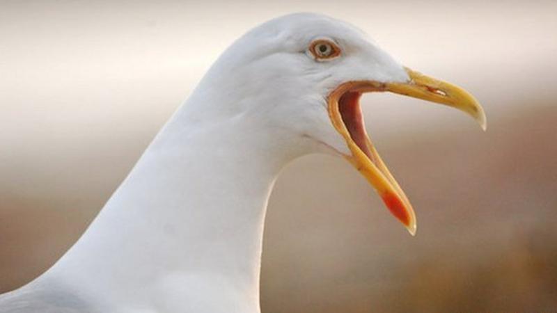 Denbighshire seagull 'feeding bans' could be issued - BBC News
