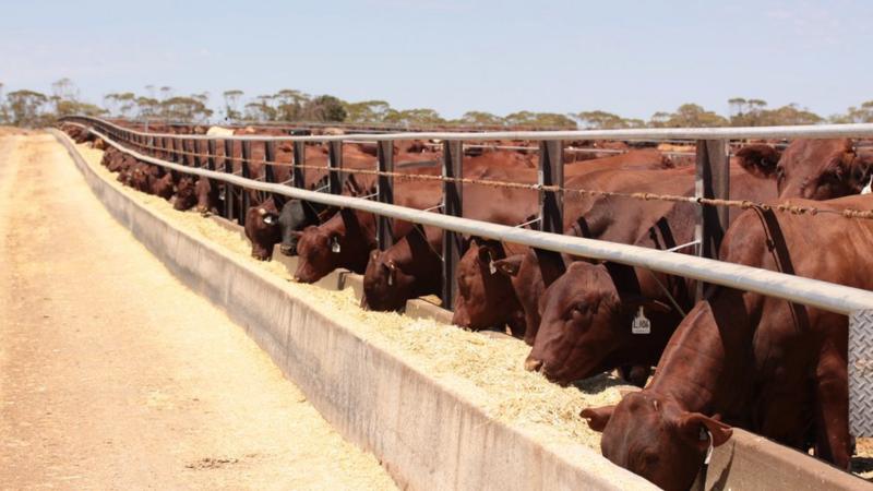 The stockman who built an Australian cattle empire - BBC News