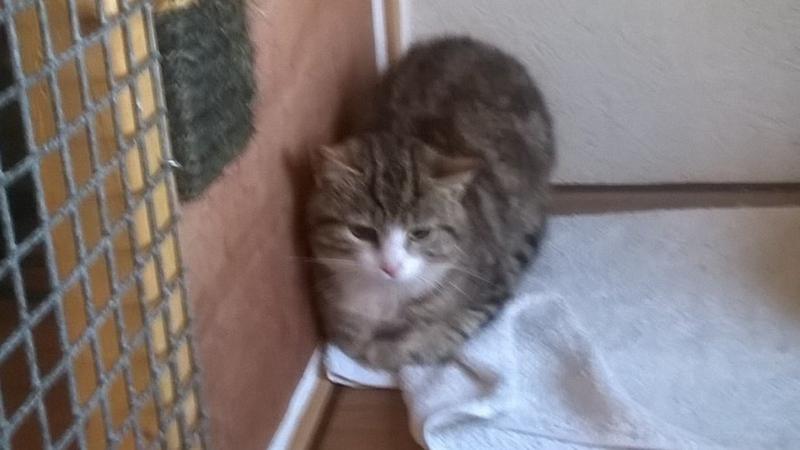 Harris cat reunited with owners five years after going missing - BBC News