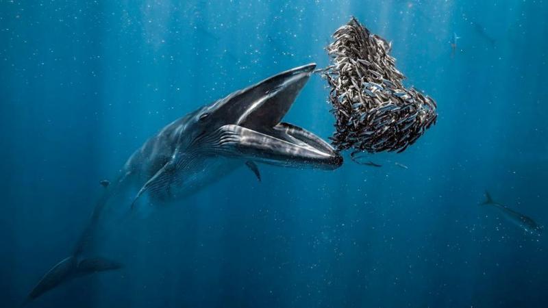 Ocean Photographer of the Year 2024: Spectacular sea shots - BBC Newsround