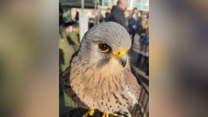 Appeal in Bracknell to find missing kestrel spooked by magpies - BBC News