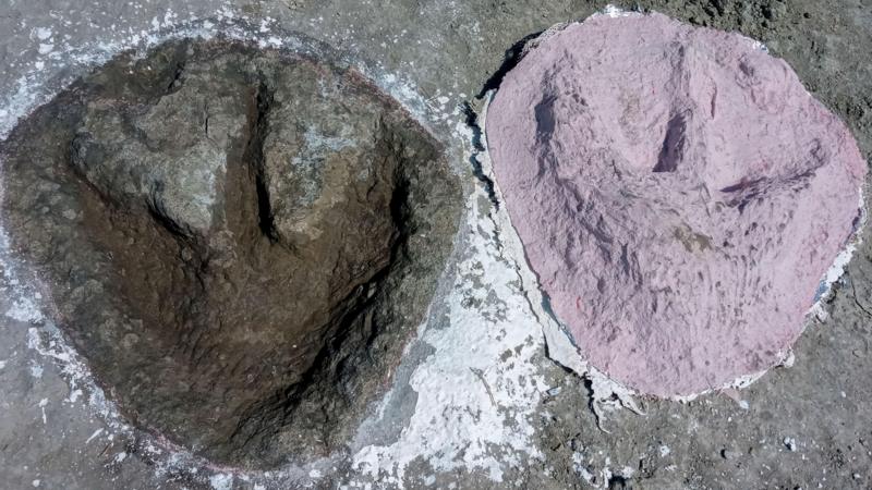 Where were the first dinosaurs born? - BBC Newsround