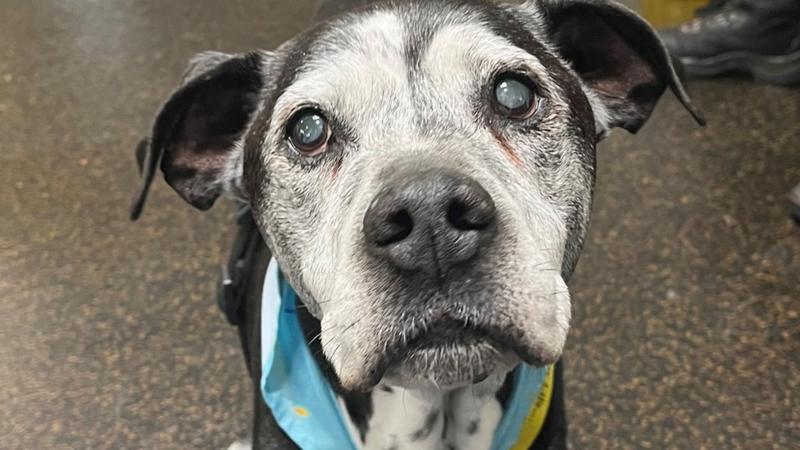 Rescue dogs: Oldest Dogs Trust rescue marks anniversary - BBC News