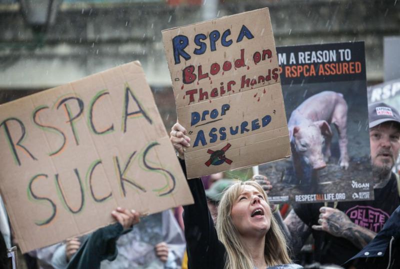 Farm welfare concerns leads to RSPCA Assured food label review - BBC News