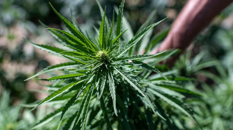 Largest cannabis study reveals dangers of self-medicating - BBC News