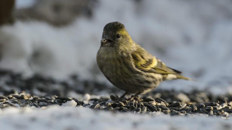 Big Garden Birdwatch results are revealed - BBC Newsround