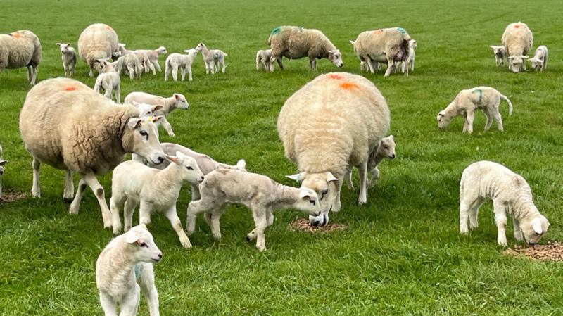 Sheep dies after being chased off cliff by 'aggressive' person - BBC News