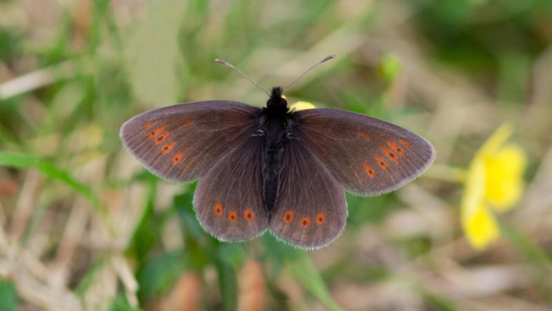 Lake District mountain ringlet butterfly 'hard to track' - BBC News