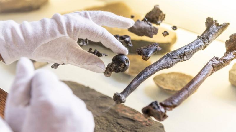 'Astonishing' fossil ape discovery revealed - BBC News