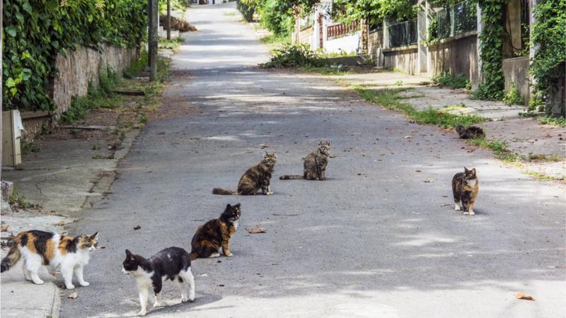Australian Council tries to solve nuisance cat problem - BBC Newsround