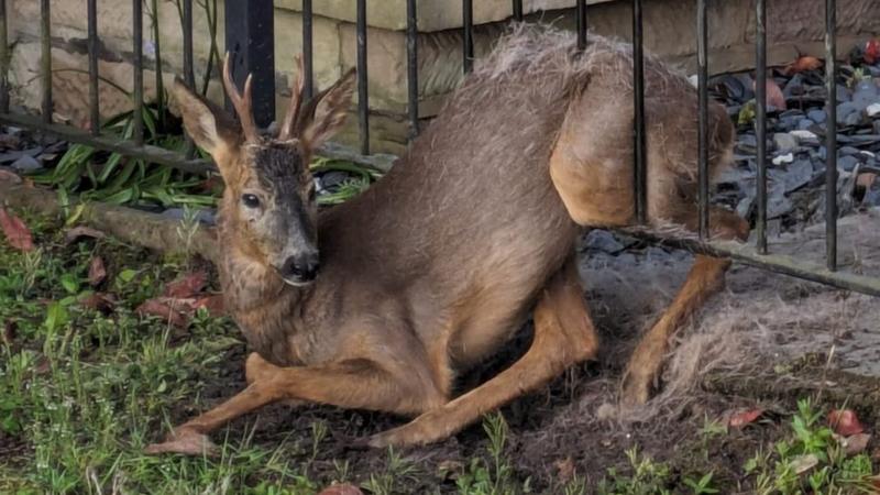 Forestry Commission warning over impact of unmanaged deer population ...