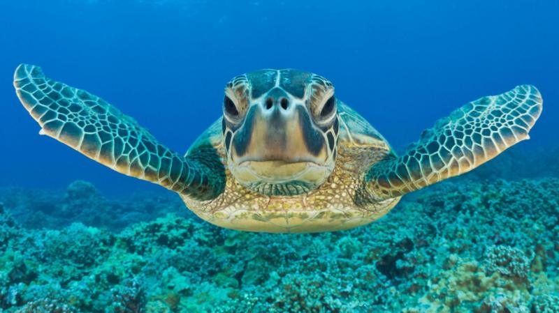 Wildlife conservation: Green turtles bounce back but endangered ...