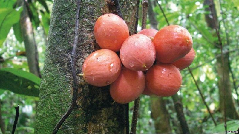 Treasure trove of new plant discoveries revealed - BBC News