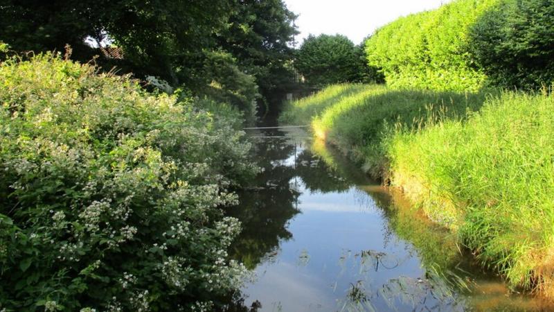 Study aims to improve Norfolk chalk stream's condition - BBC News