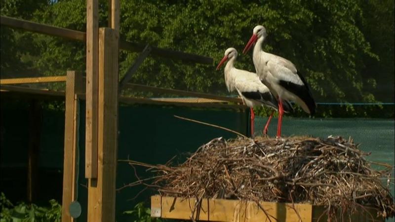 Rare storks first to be born in West Midlands in 600 years - BBC News