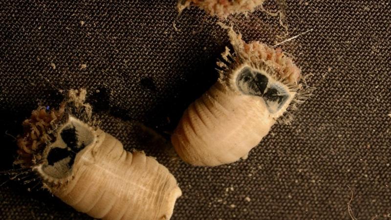 Huge plan to map the DNA of all life in British Isles - BBC News