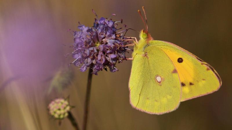 The Big Butterfly Count: Are these the most beautiful butterflies ...