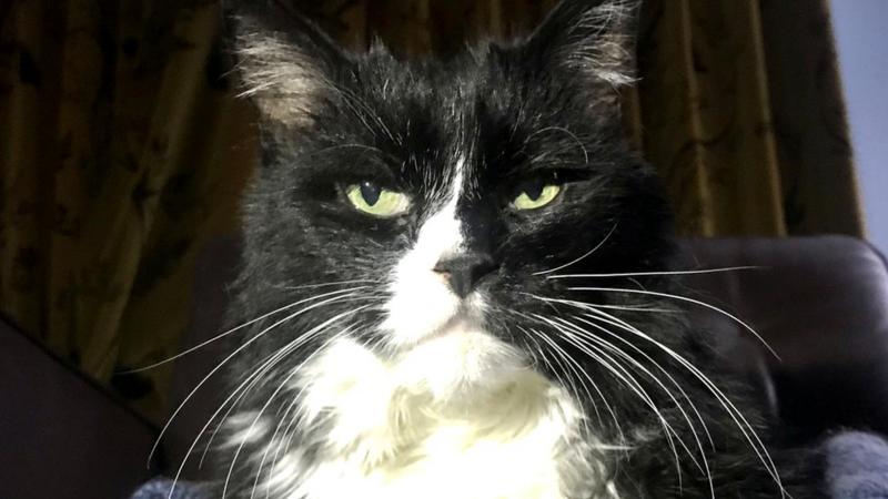 Coronavirus: Pet cat found to have virus in UK - BBC News