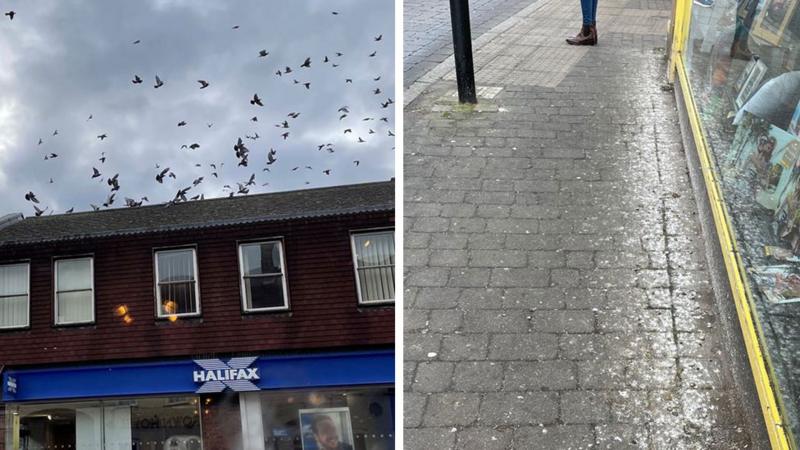Pigeon cull due in Biggleswade to deal with mess on streets - BBC News