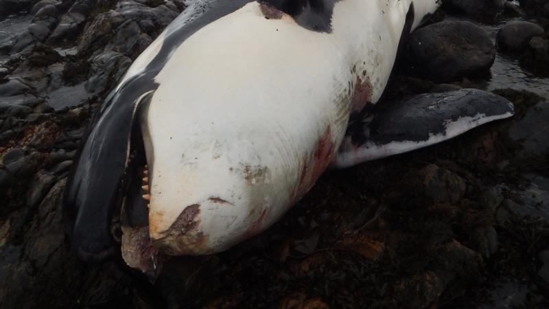 Backshall says orca sighting off Cornwall 'greatest British wildlife ...