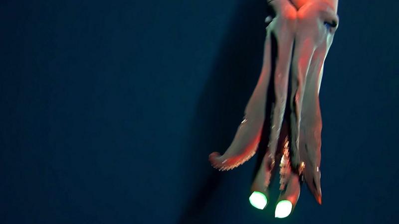 Colossal squid filmed by scientists for first time in ocean - BBC News