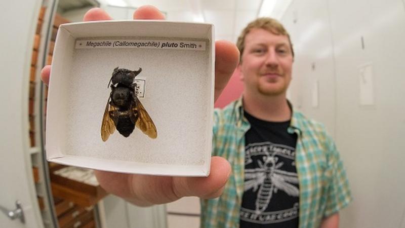 World's biggest bee found alive - BBC News