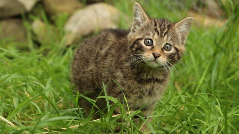 Rare wildcat kittens born at Highlands field centre - BBC News