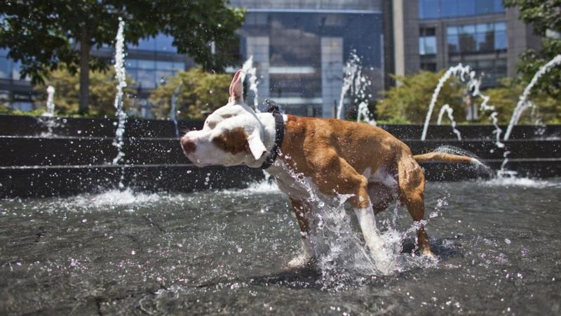 The dog breeds that are banned in the UK and why - BBC News