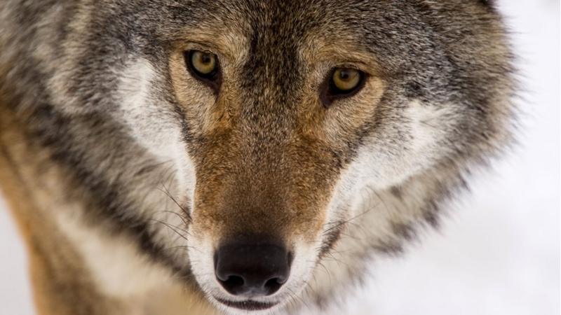 Animal remains could belong to England's last wolf - BBC News