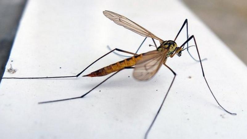 Daddy longlegs: Why are there loads around right now? - BBC Newsround