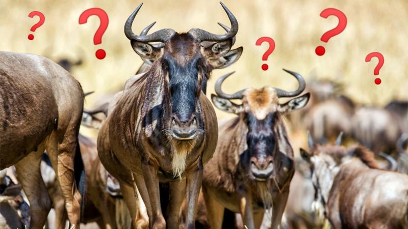 A gaggle, a confusion and a conspiracy - bizarre animal collective ...