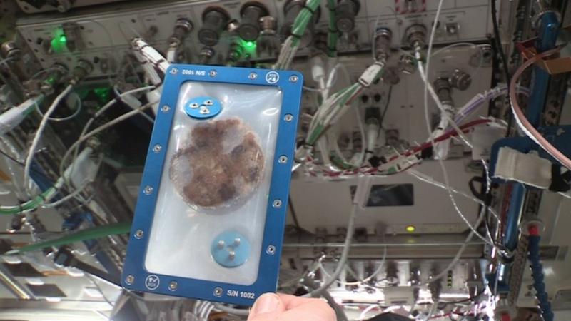 Space cookies: First food baked in space by astronauts - BBC News