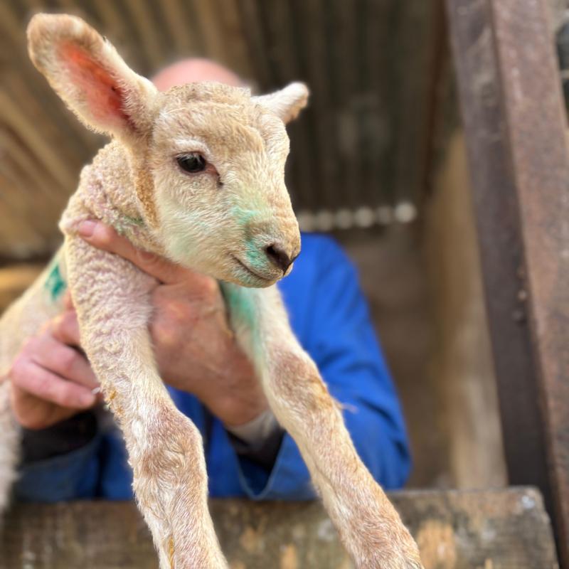 Farming NI: Changes to lamb tail docking would add 'financial hardship ...