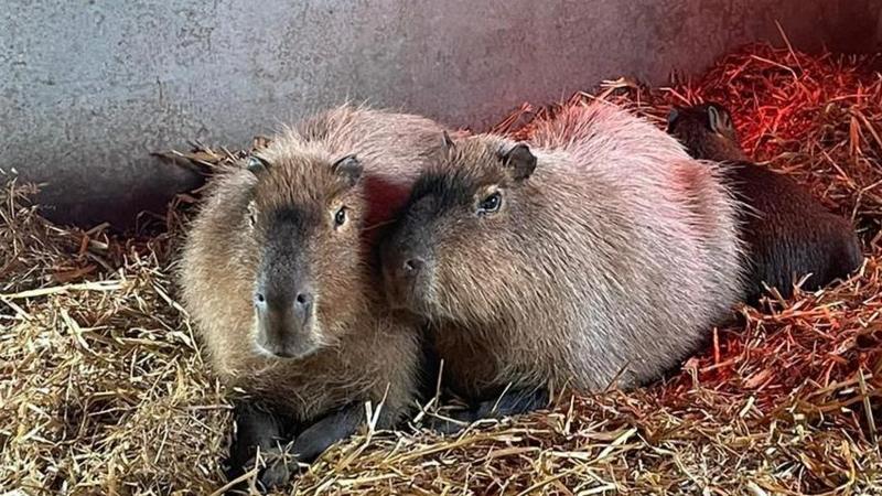Escaped capybara 'probably living her best life' - BBC News