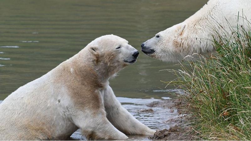 Polar bear family relocate to Staffordshire park - BBC News