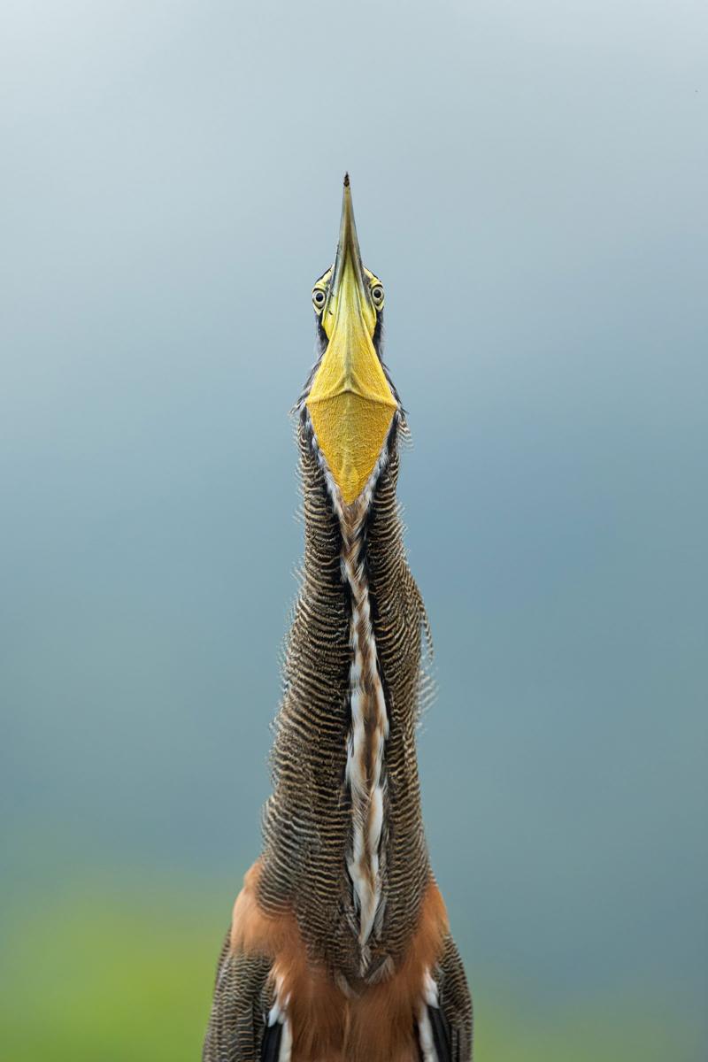 Wildlife photography: Check out these incredible bird photos! - BBC ...