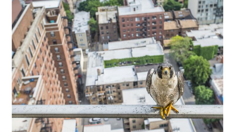 Environmental photography winners announced - BBC News