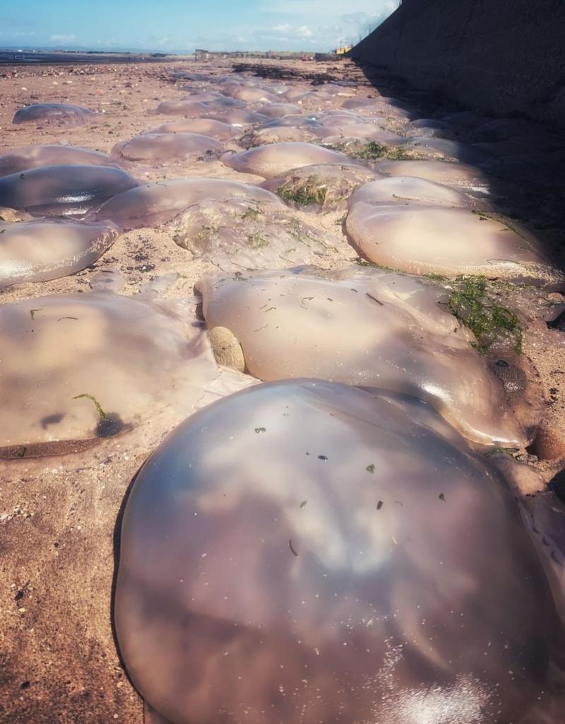 'Bumper year' for jellyfish sightings in Scotland - BBC News