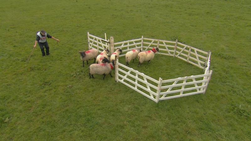 Countryfile One Man and His Dog winner announced - BBC News