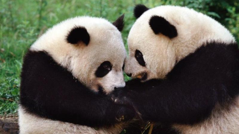 Panda twin cubs in Hong Kong zoo meet public for first time - BBC Newsround