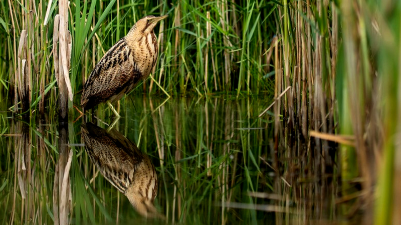 Bitterns: RSPB Saltholme home to most northerly breeding pair - BBC News