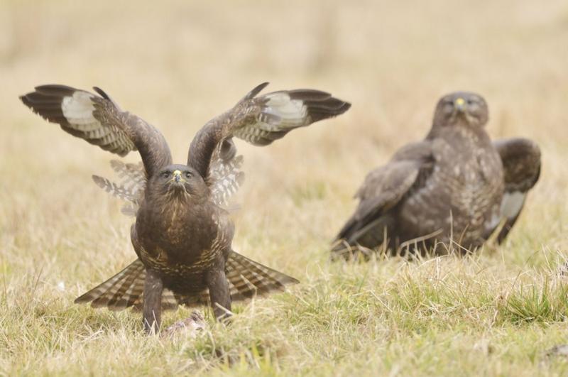 How buzzards came to fly over the UK again - BBC News