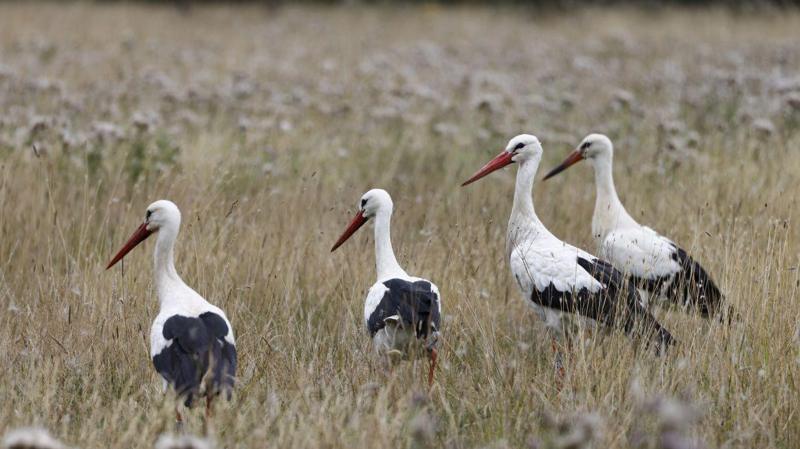 The UK has its very first 'stork village' - BBC Newsround