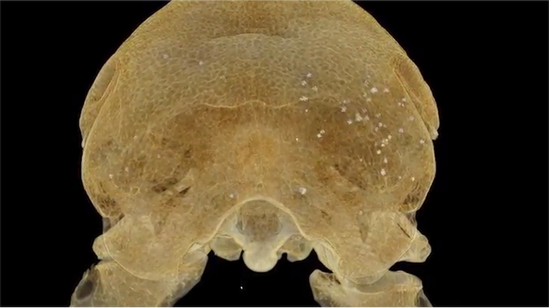 Oxford Dodo was shot in head, scans find - BBC News