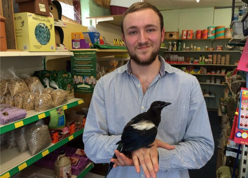 Pet shop owner bonds with rescued baby magpie Pica - BBC News