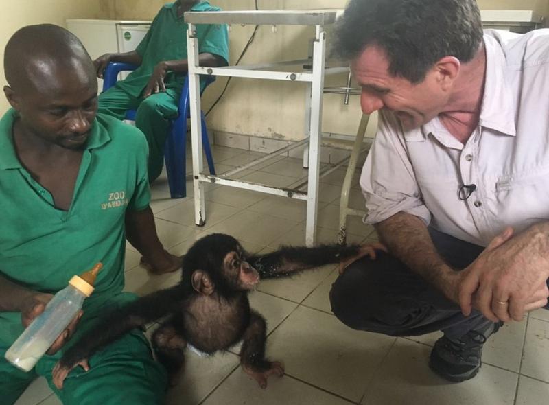 Arrests 'big step' in chimp trade battle - BBC News